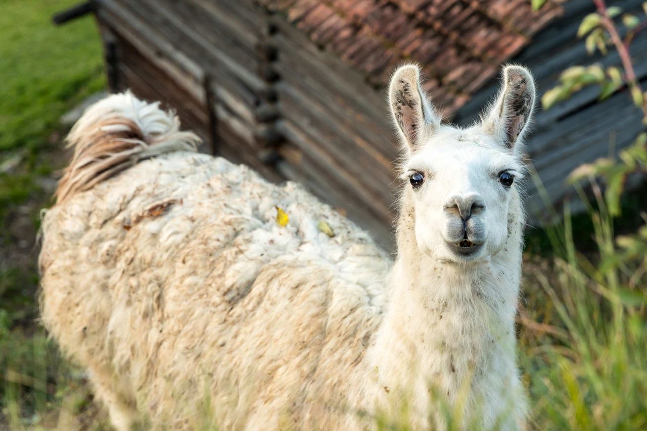 Hike with a Llama in Switzerland